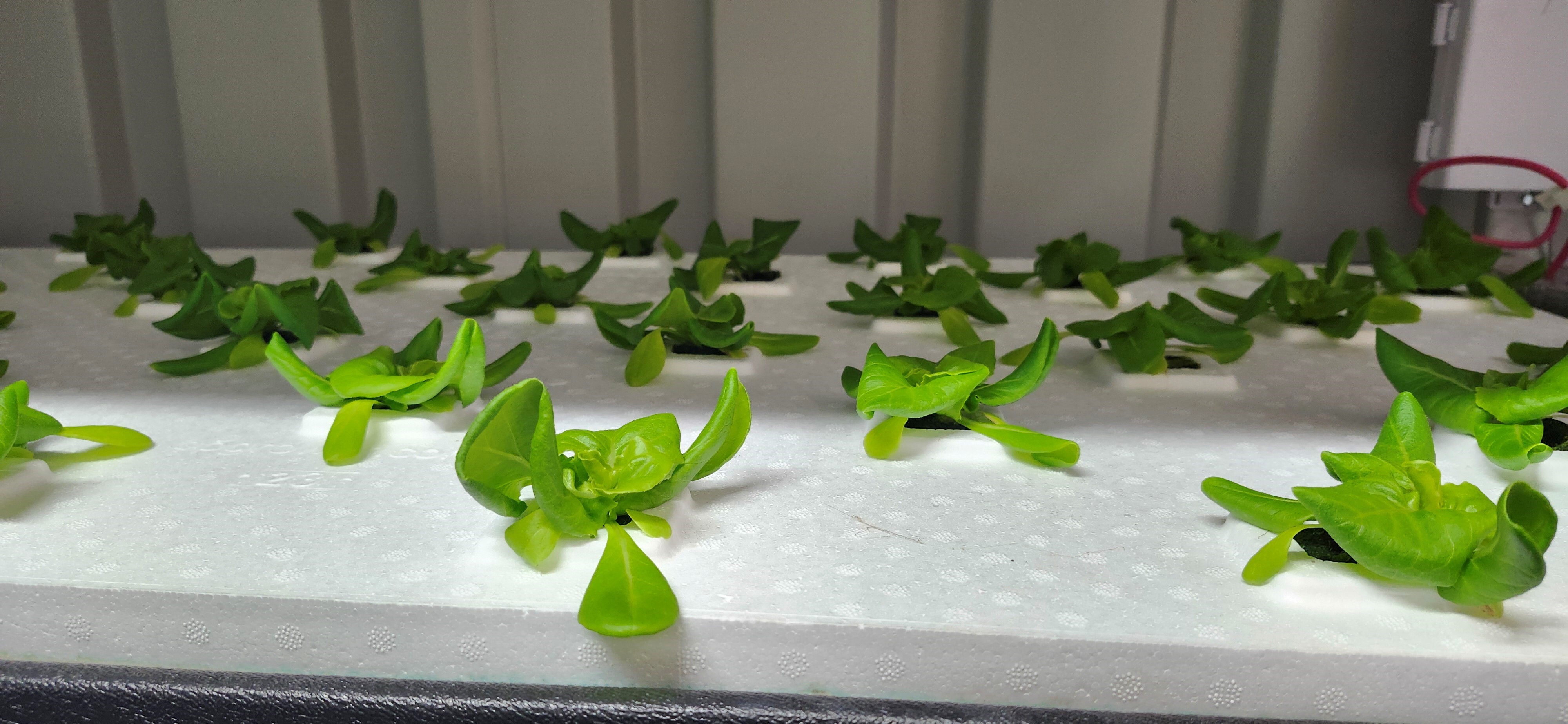 NCIAF Advisor Visits Swan Valley to Support Indigenous-Led Growth | NCIAF